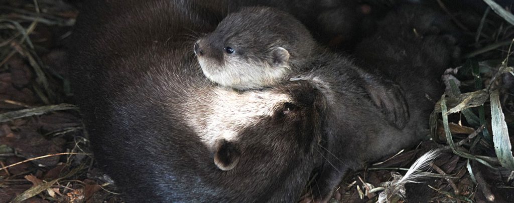 Lontra: carattere, habitat, alimentazione e altre curiosità - Zoom Torino