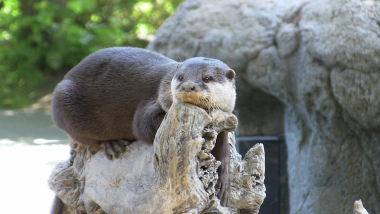 Lontra: carattere, habitat, alimentazione e altre curiosità - Zoom Torino