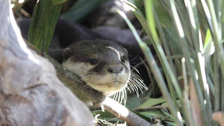 Lontra: carattere, habitat, alimentazione e altre curiosità - Zoom Torino