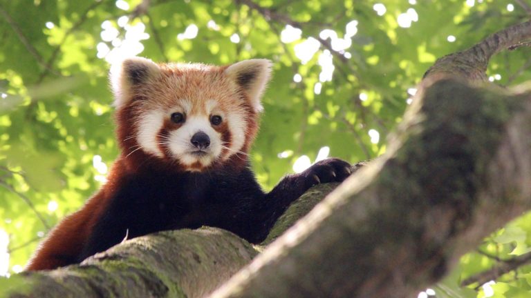 Panda rosso: carattere, dove vive e cosa mangia - Zoom Torino