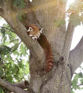 Panda rosso: carattere, dove vive e cosa mangia - Zoom Torino