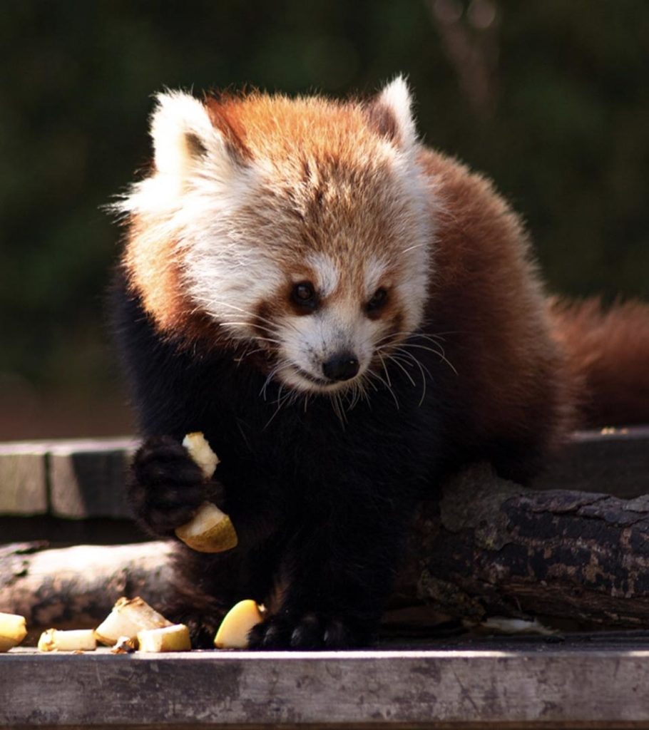 Panda rosso: carattere, dove vive e cosa mangia - Zoom Torino