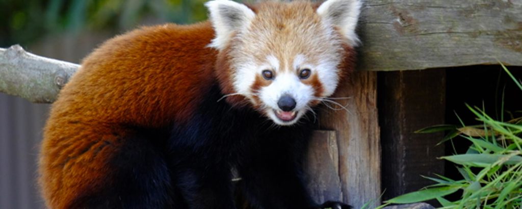 Panda rosso: carattere, dove vive e cosa mangia - Zoom Torino