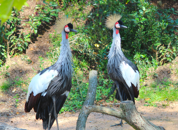 gru coronata - Zoom Torino