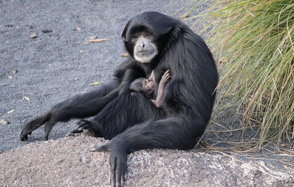 siamango - Zoom Torino