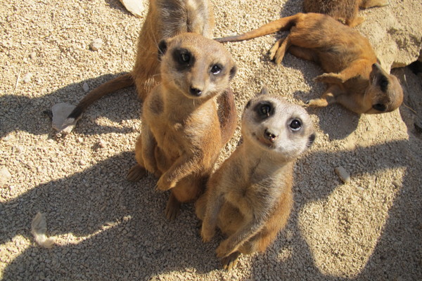 suricato - Zoom Torino