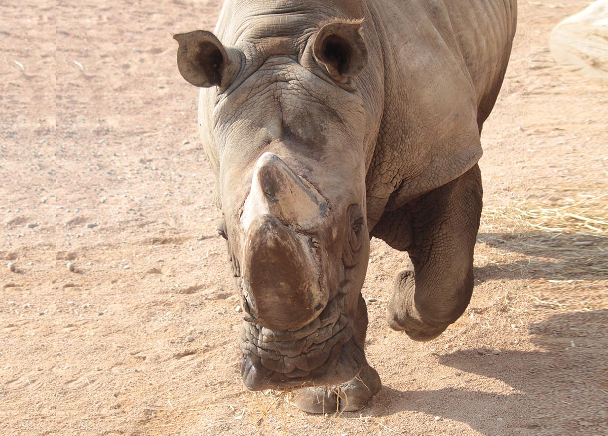 Rhino Brothers - Zoom Torino