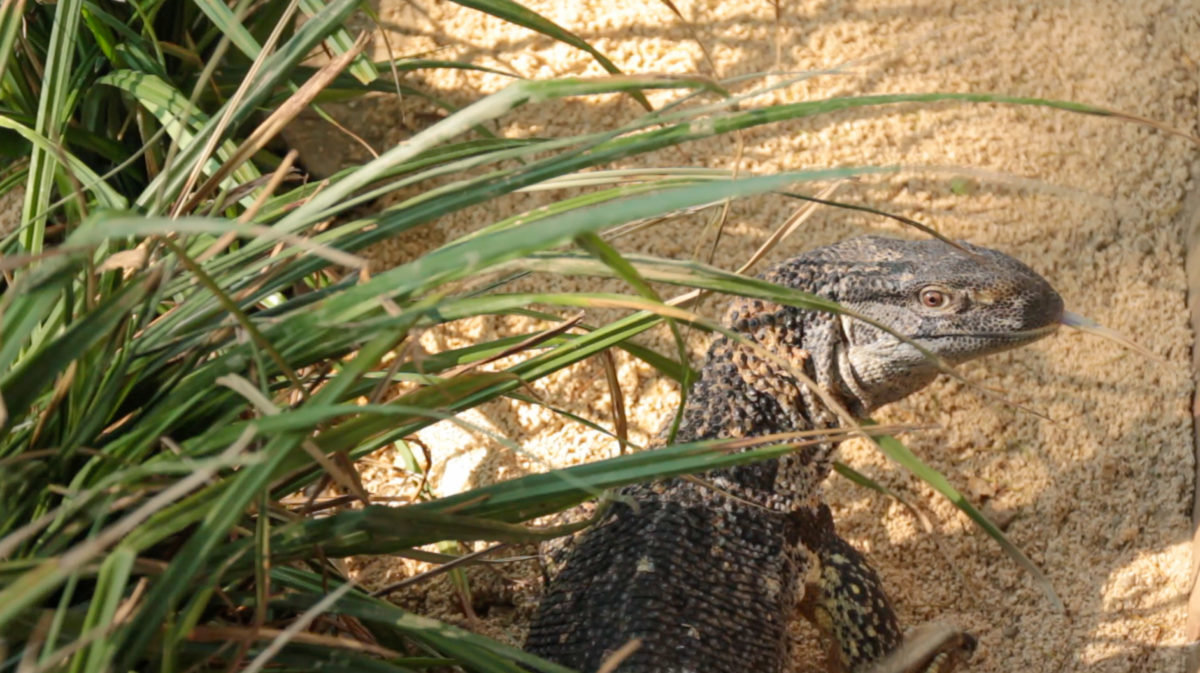 Albero della Vita - Rettilario - Zoom Torino