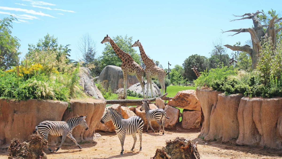 Serengeti - Zoom Torino