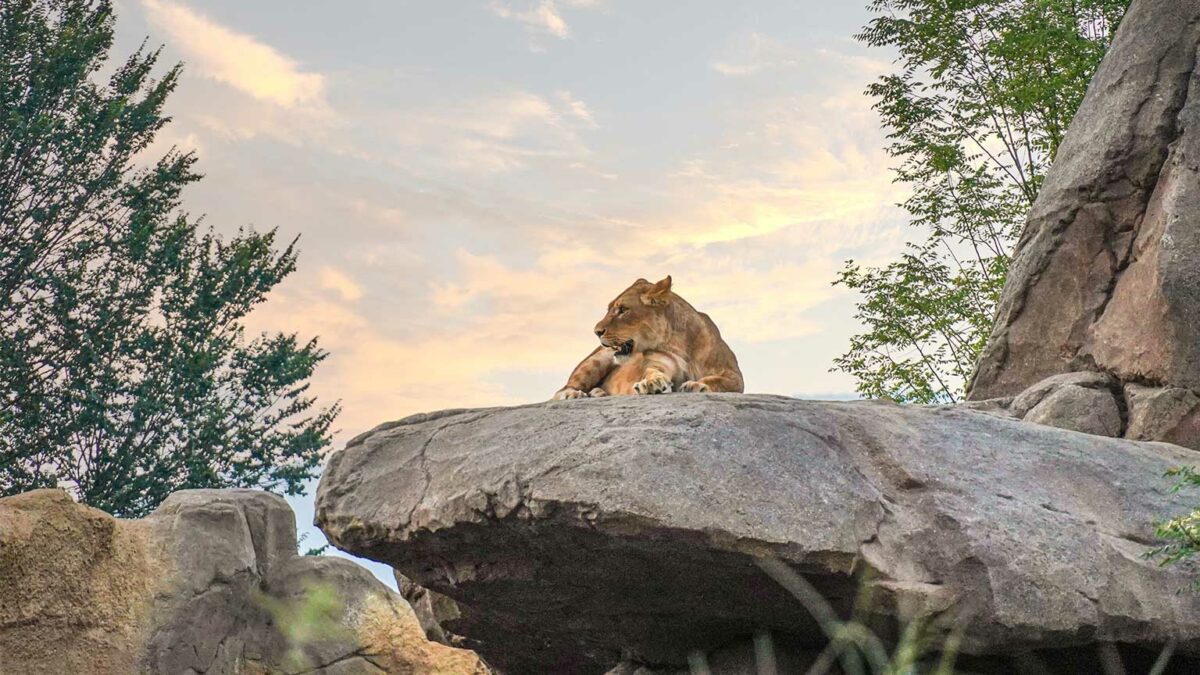 Leone: caratteristiche, peso e altre curiosità - Zoom Torino