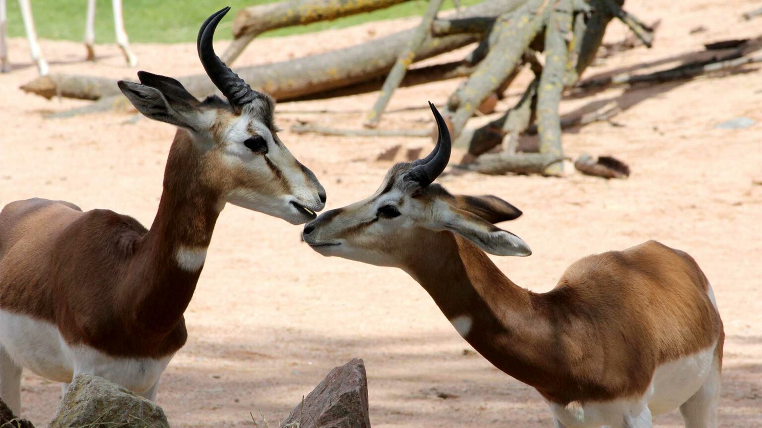 Animali in via d’estinzione – Zoom Torino
