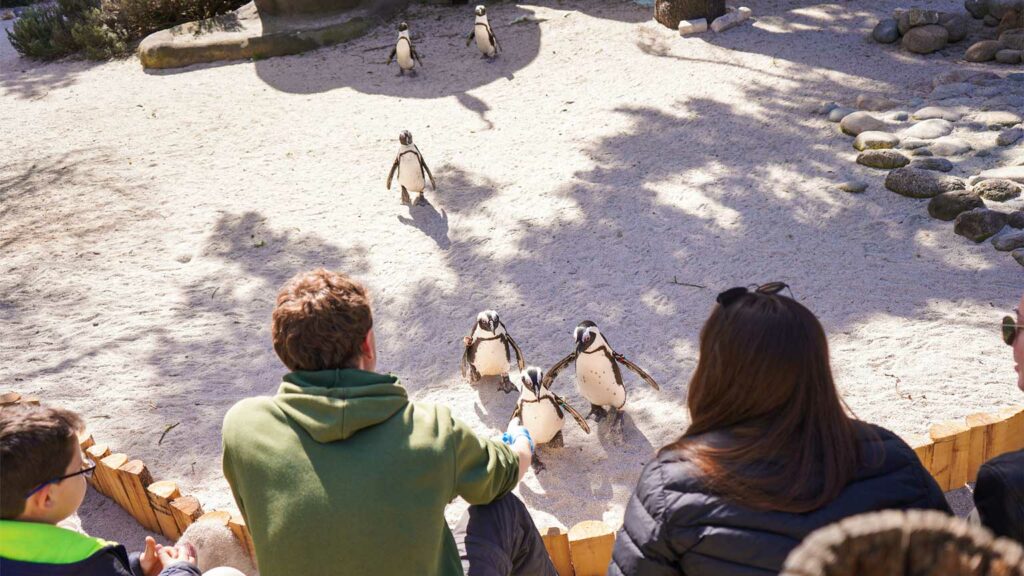 Penguin experience per osservare i pinguini da vicino durante il pasto ...