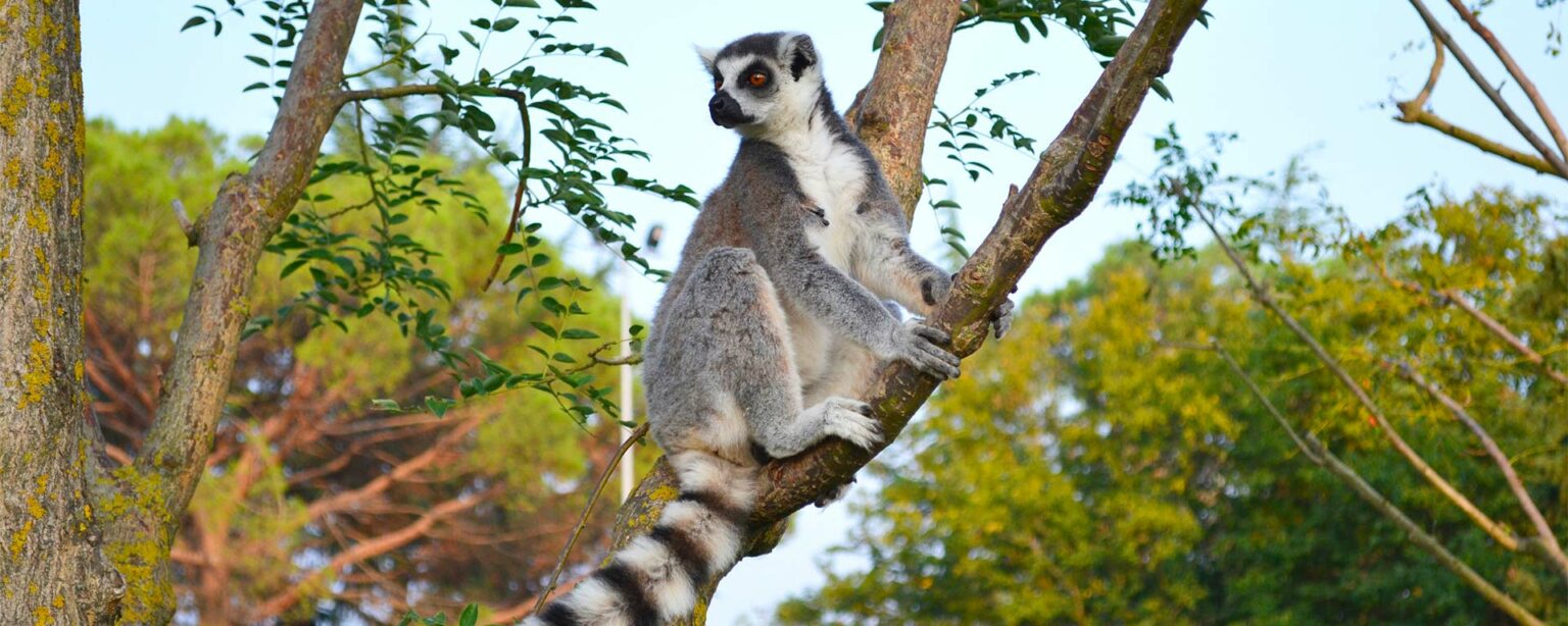 Lemure: l'animale tipico del Madagascar - Zoom Torino