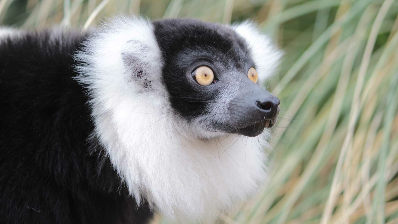 Lemure: l'animale tipico del Madagascar - Zoom Torino