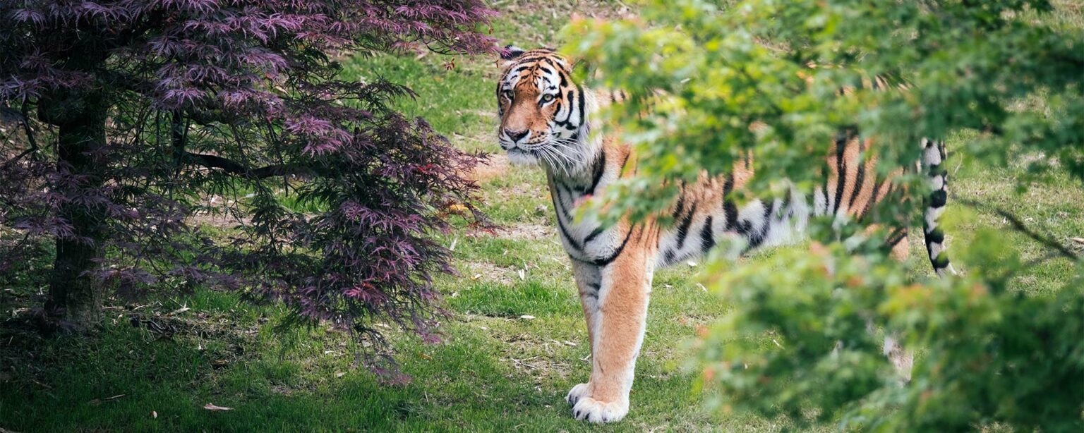 Tigre - Zoom Torino
